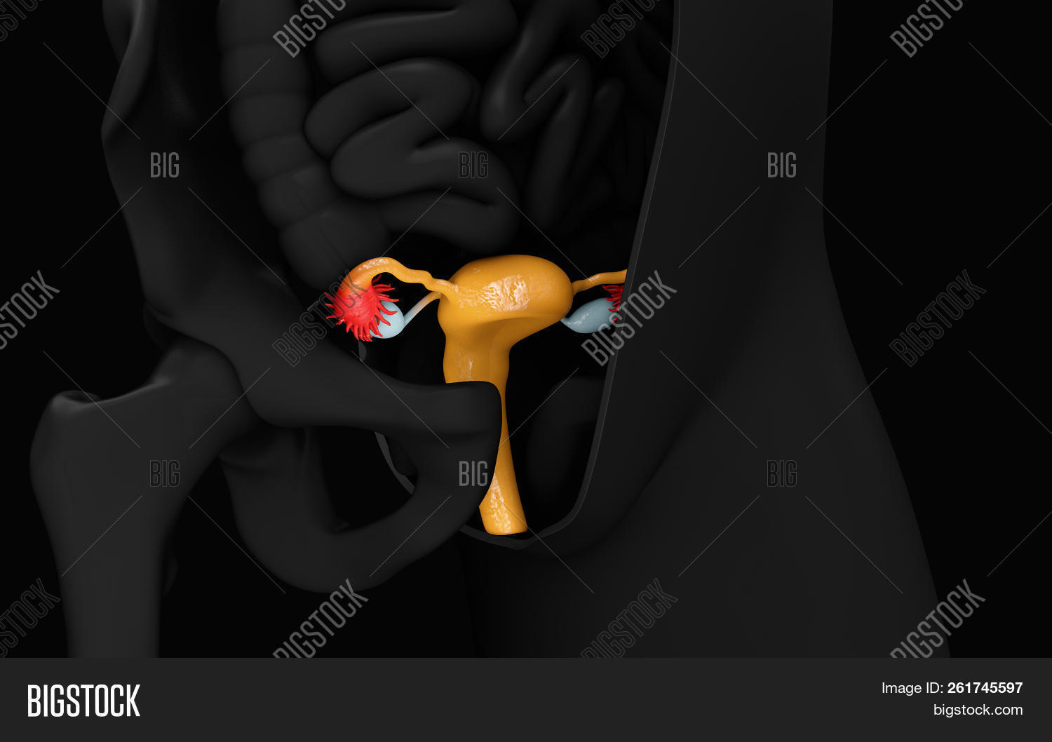 Reproductive Organs Image & Photo (Free Trial) | Bigstock