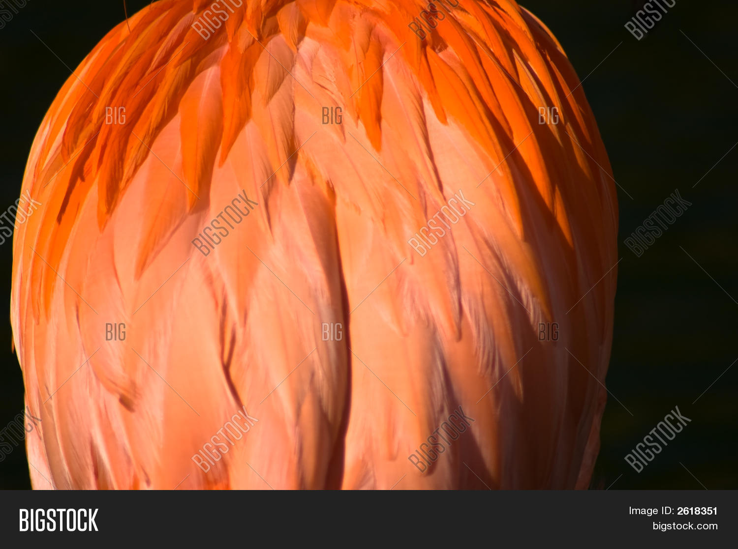 Flamingo Boa Bird Image & Photo (Free Trial) | Bigstock