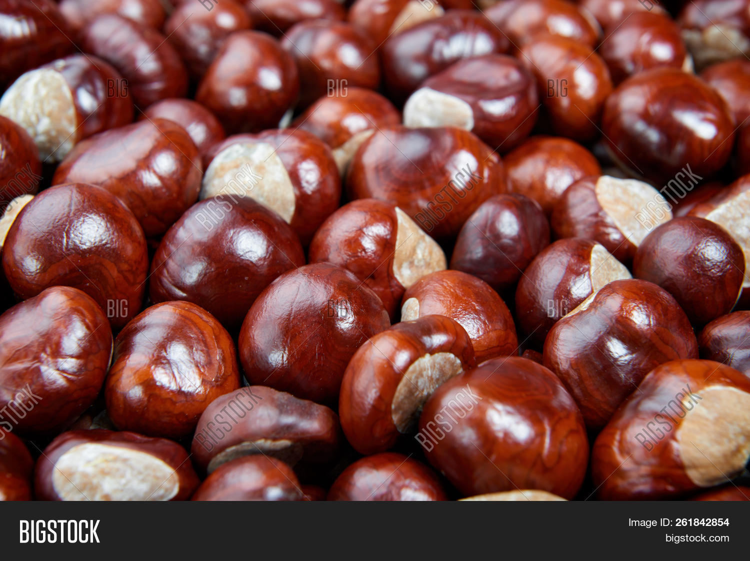 Ripe Chestnuts Image & Photo (Free Trial) | Bigstock