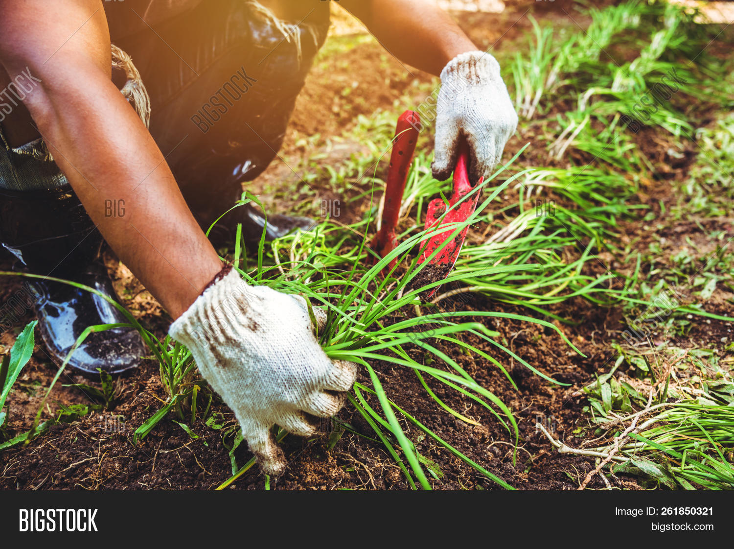 Asian Man Plant Image & Photo (Free Trial) | Bigstock