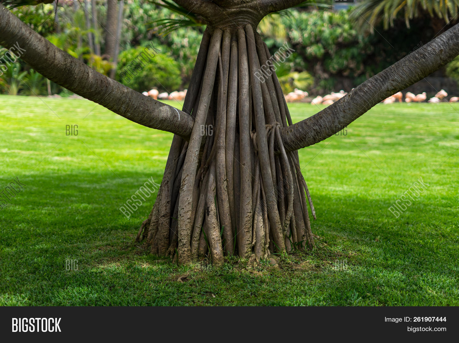 Base Young Tree Trunk Image & Photo (Free Trial) | Bigstock