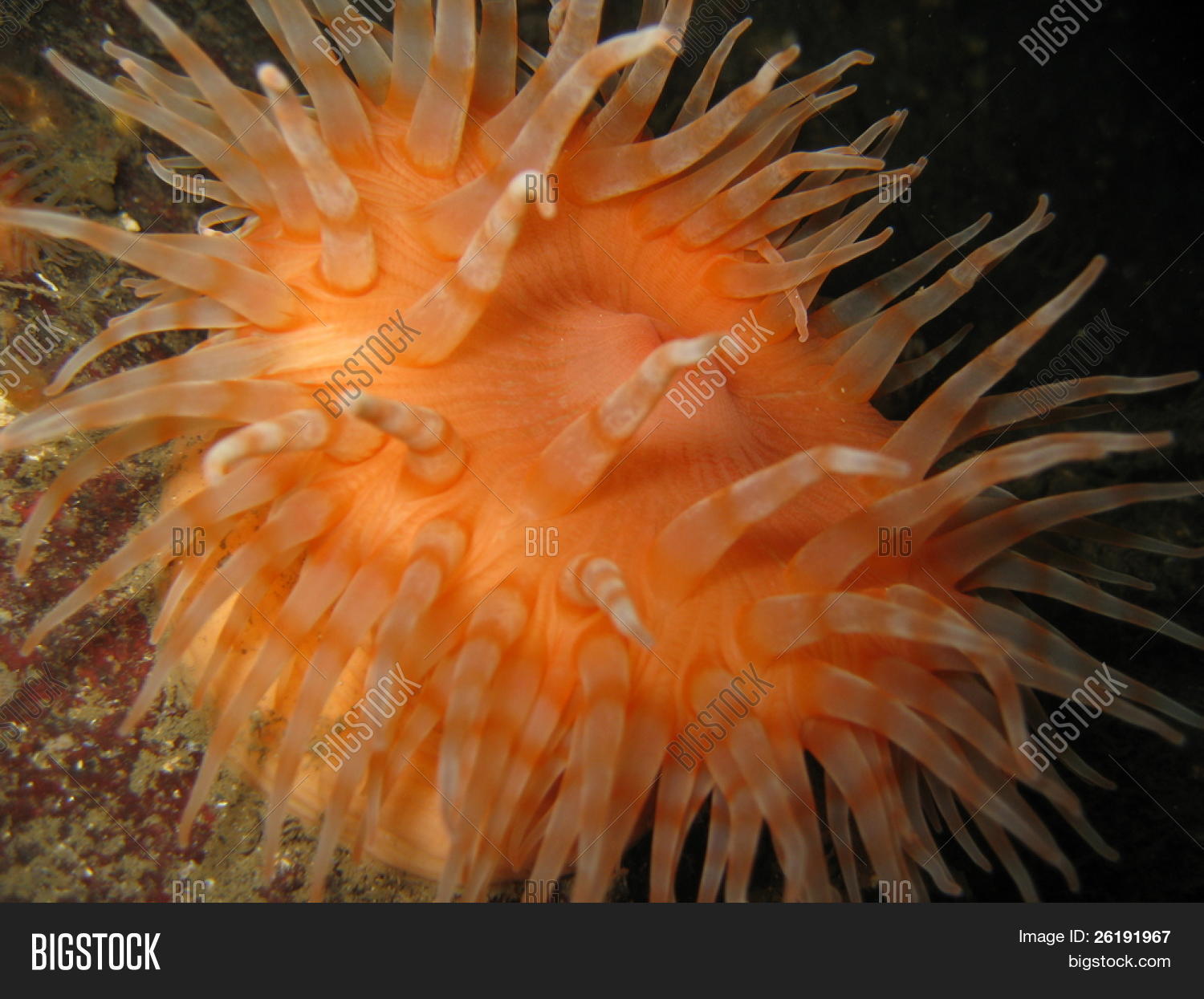 Side View Orange Short Image & Photo (Free Trial) | Bigstock