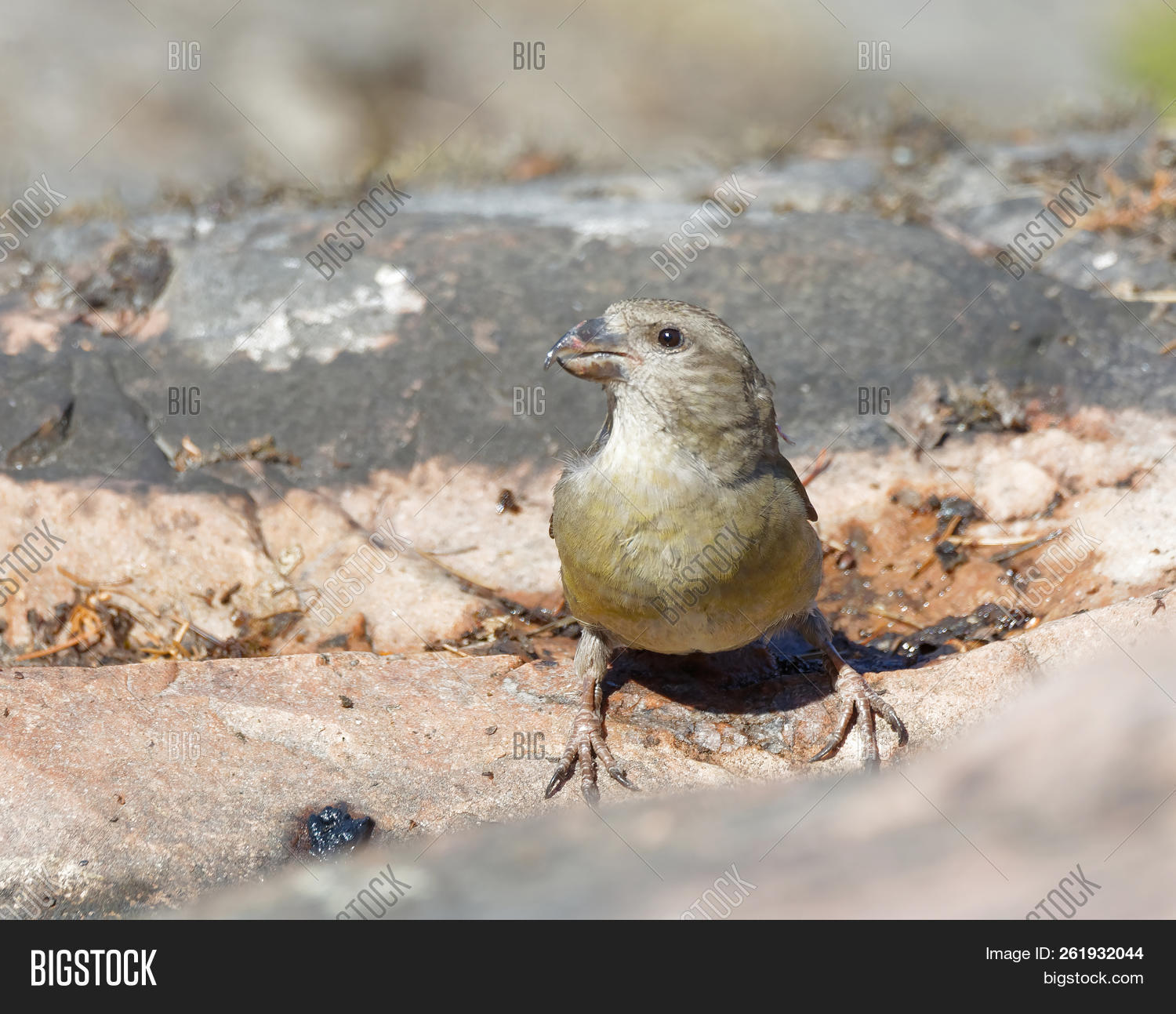 Gray Female Crossbill Image & Photo (Free Trial) | Bigstock