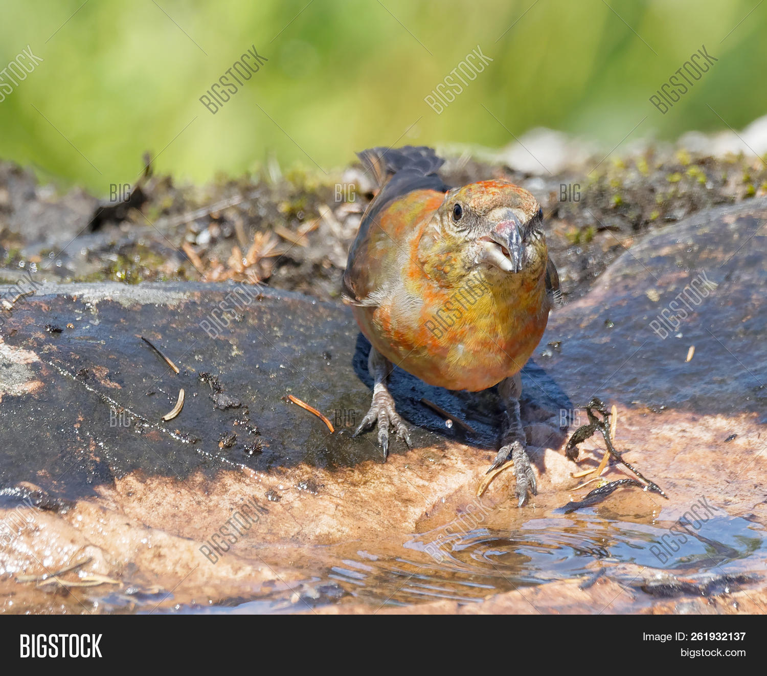 Red Male Crossbill Image & Photo (Free Trial) | Bigstock
