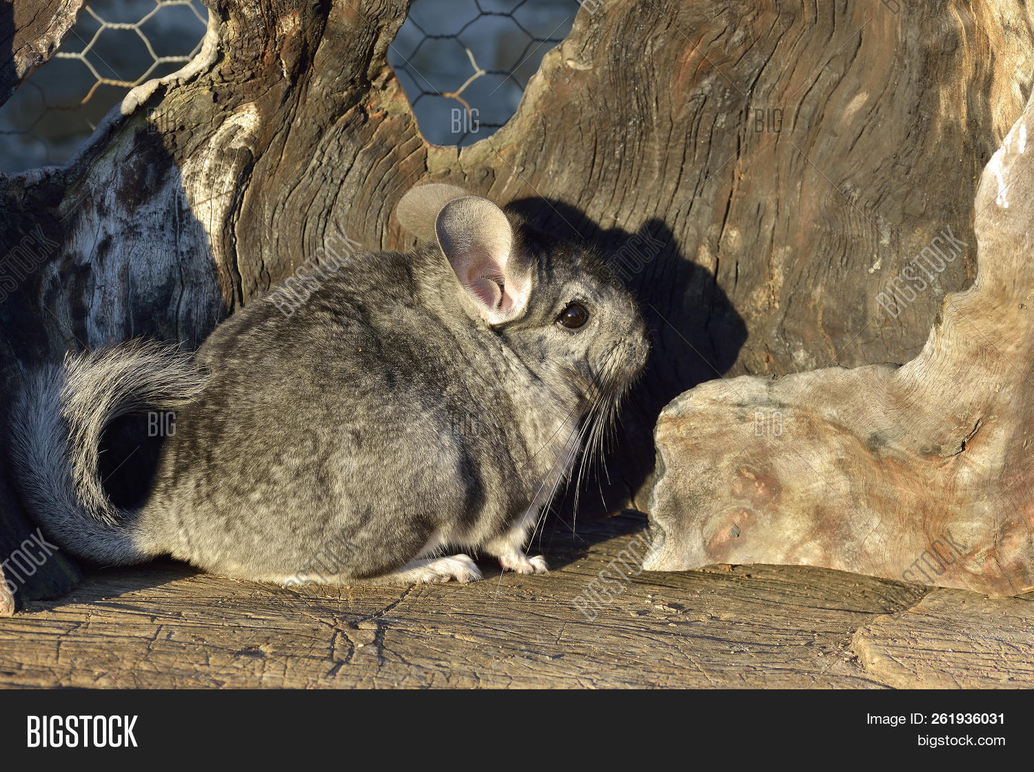 Gray Chinchilla On Image & Photo (Free Trial) | Bigstock