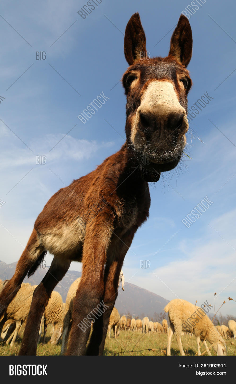 Funny Donkey Long Ears Image & Photo (Free Trial) | Bigstock