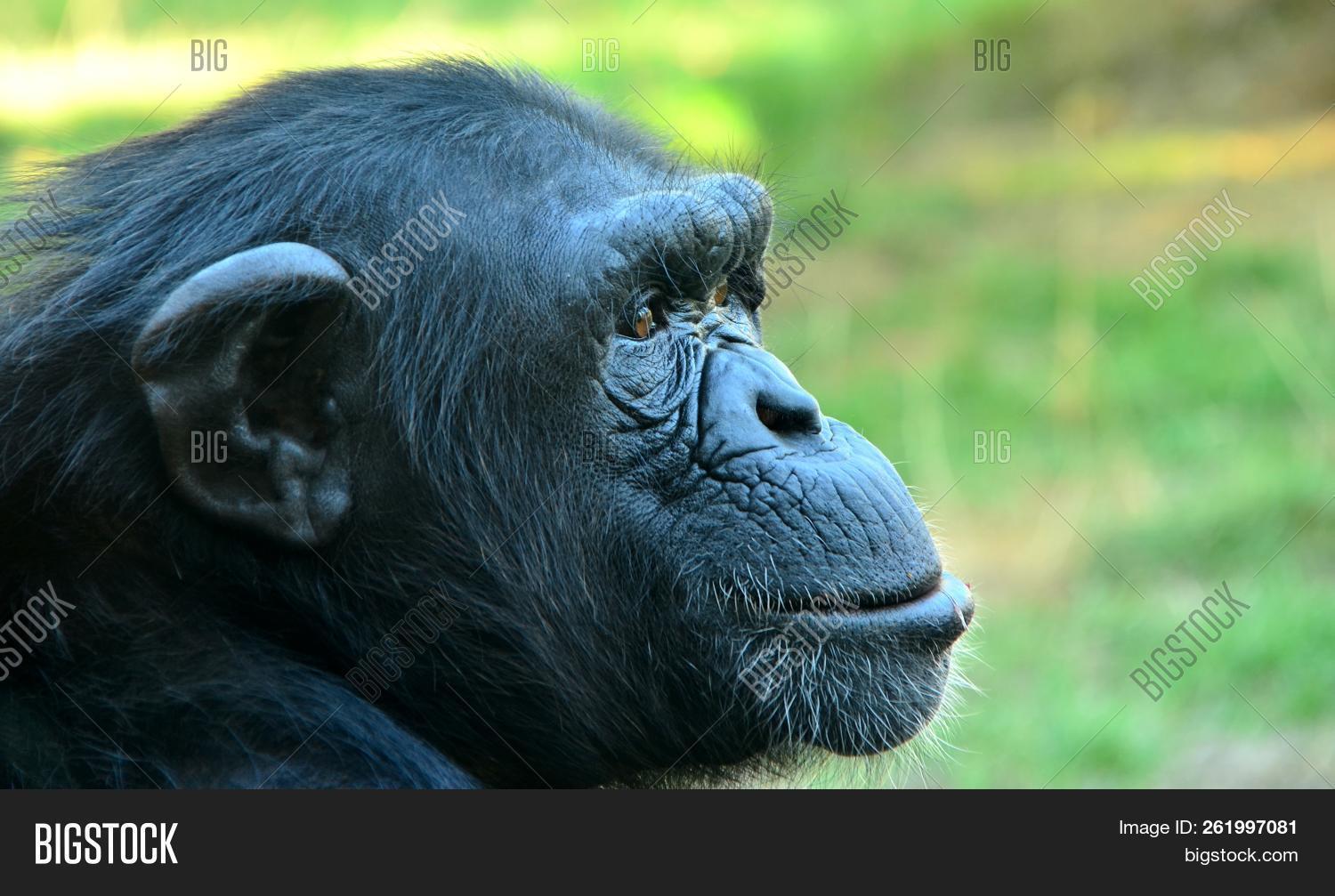 Chimp Sitting Around Image & Photo (Free Trial) | Bigstock