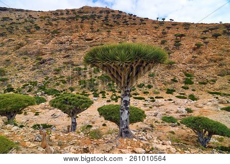 Dragon Blood Trees Image & Photo (Free Trial) | Bigstock