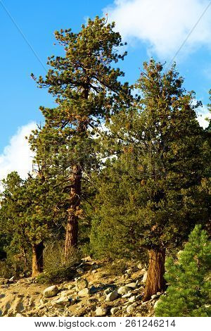 Ponderosa Alpine Pine Image & Photo (Free Trial) | Bigstock