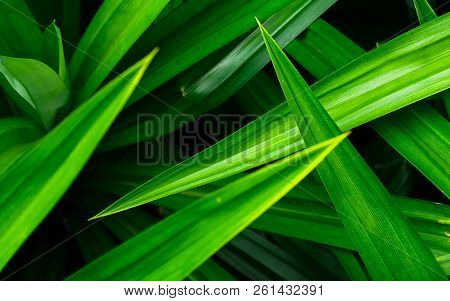 Image et photo de Closeup Pandan (essai gratuit) | Bigstock