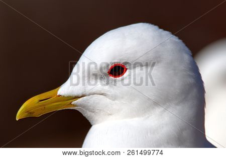 White Gull Closeup Image & Photo (Free Trial) | Bigstock