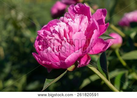 Peony Images, Illustrations & Vectors (Free) - Bigstock