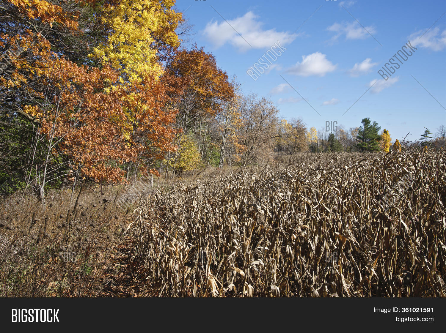 Corn Field Fall, Image & Photo (Free Trial) | Bigstock
