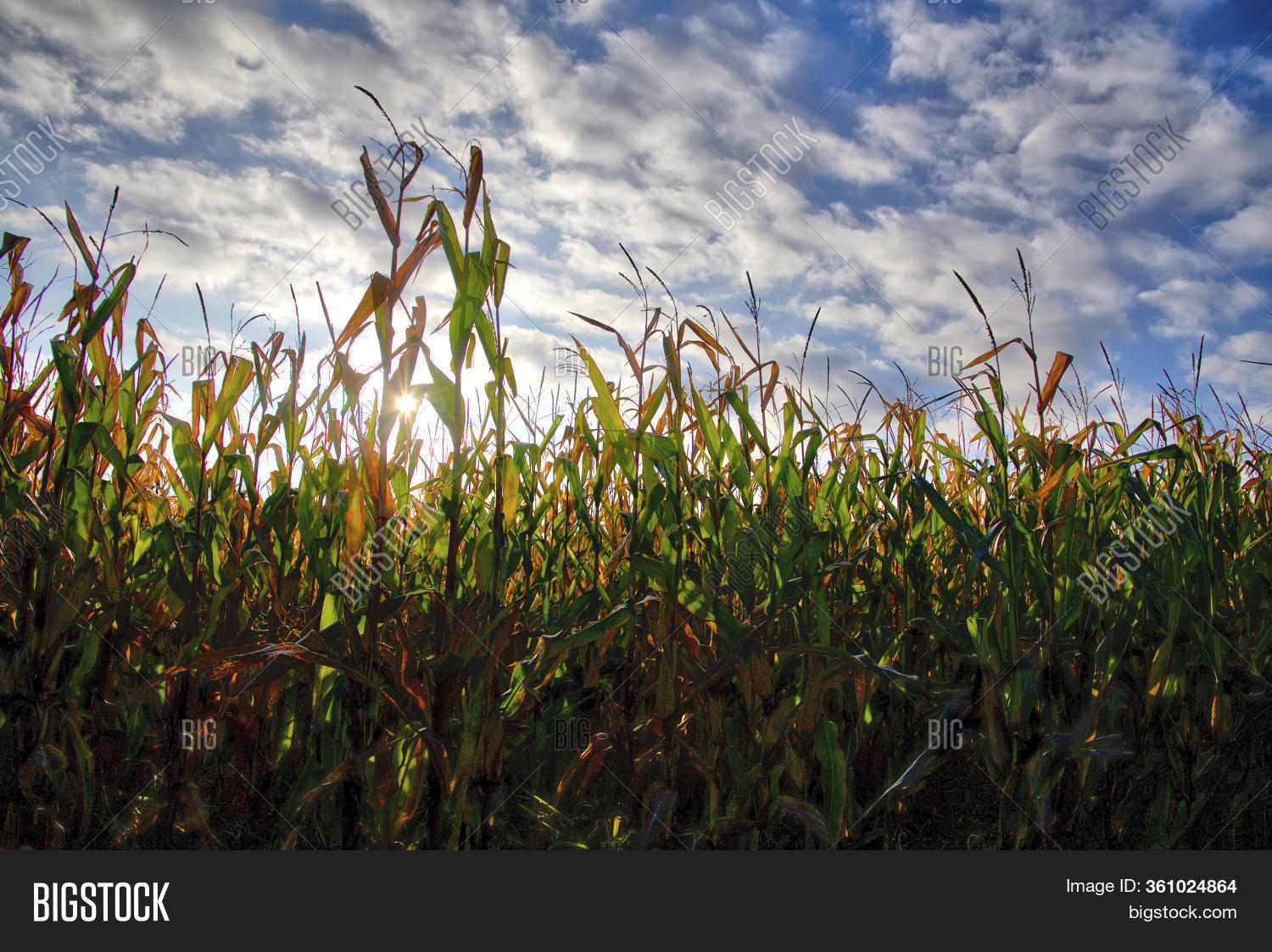 Corn Field Fall Image & Photo (Free Trial) | Bigstock