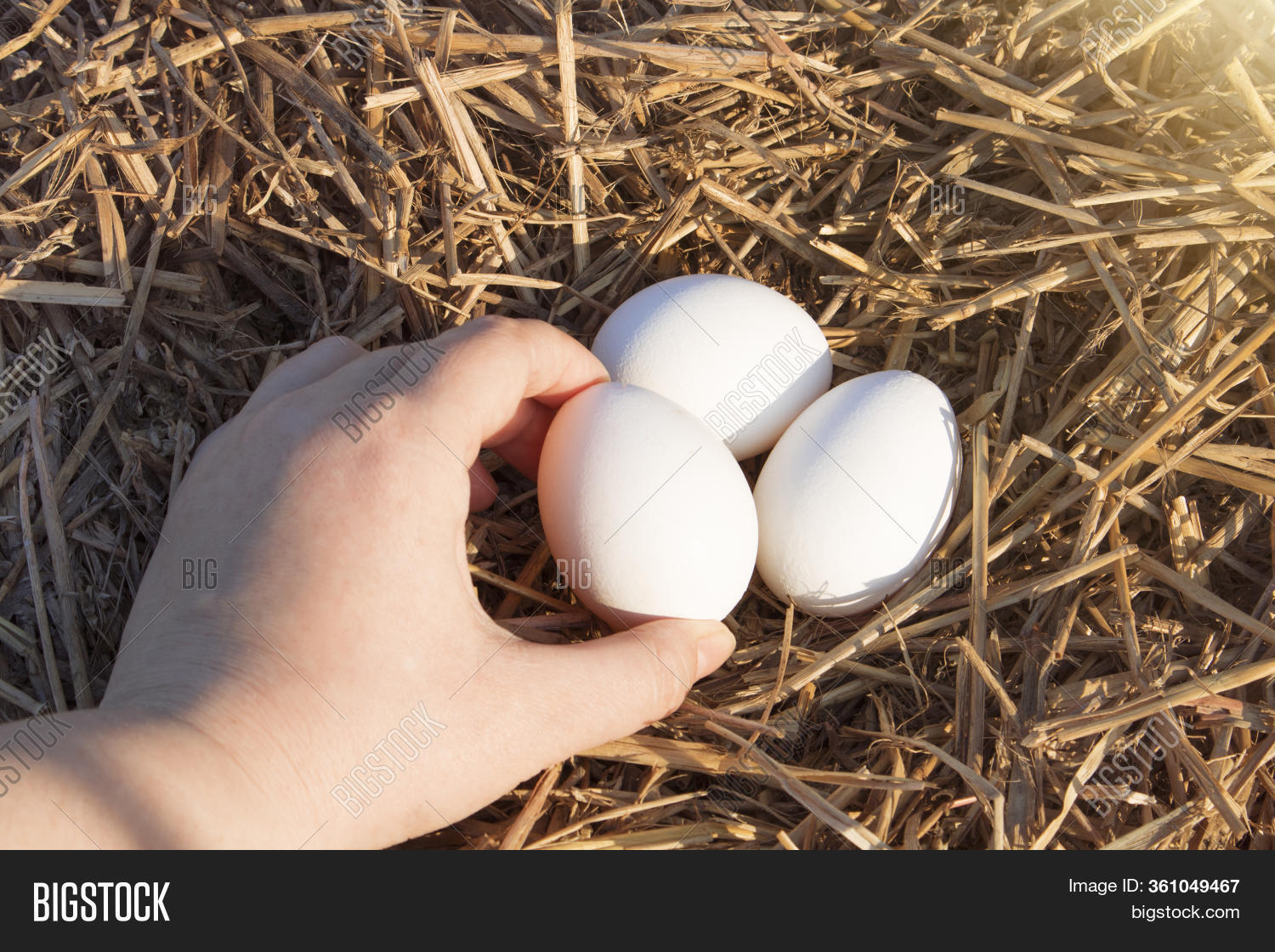Farmer Collects Fresh Image & Photo (Free Trial) | Bigstock