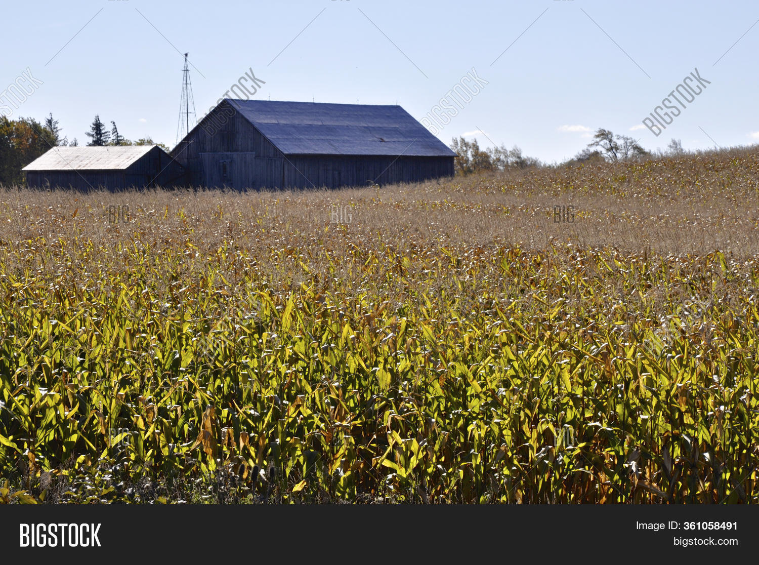 Field Cornstalks Image & Photo (Free Trial) | Bigstock