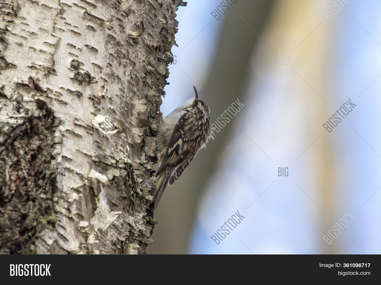 Brown Creeper Known Image & Photo (Free Trial) | Bigstock