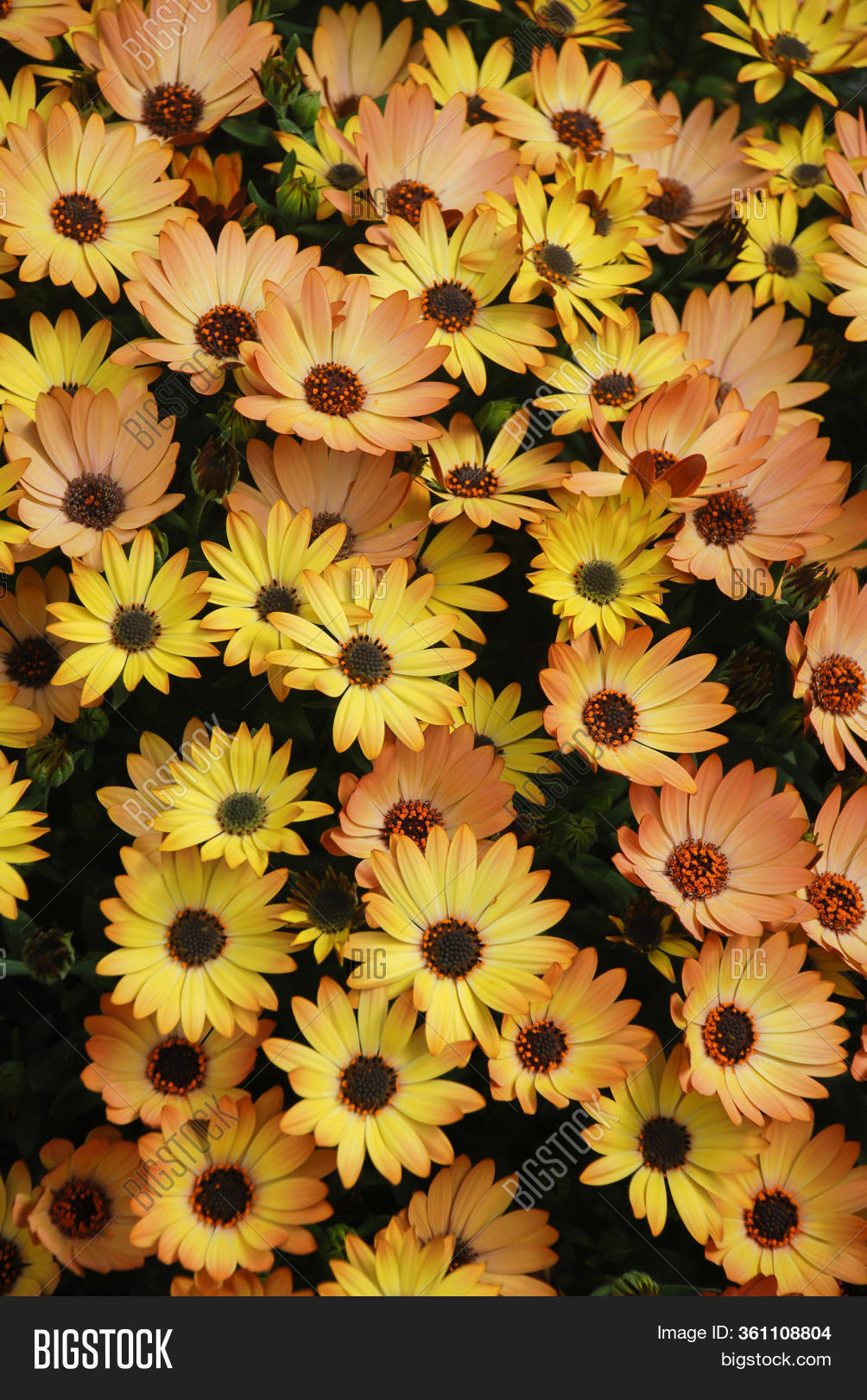 Orange Osteospermum Image & Photo (Free Trial) | Bigstock