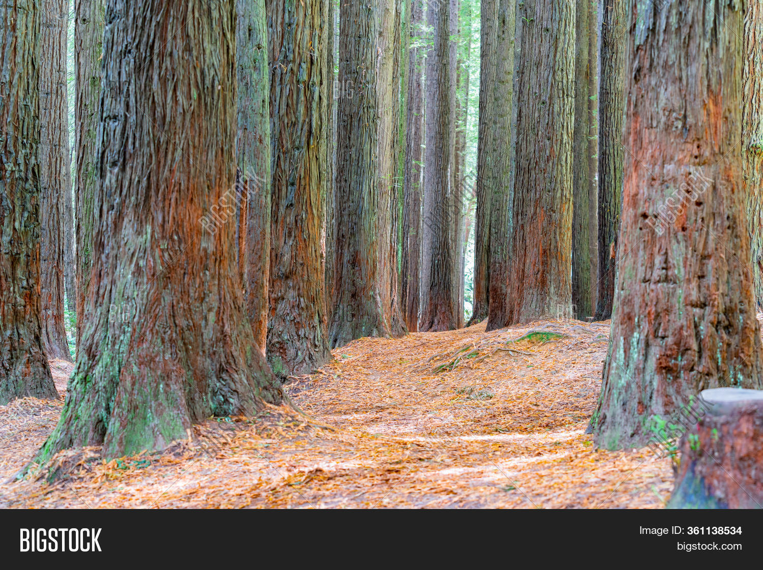 Redwood Forest Trees Image & Photo (Free Trial) | Bigstock