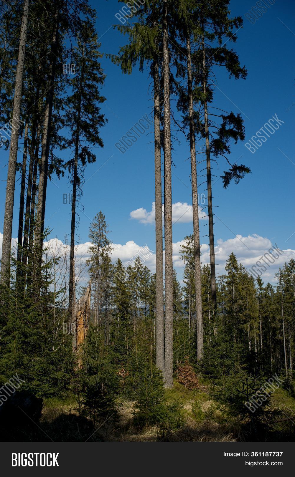 Ruined Forest Broken Image & Photo (Free Trial) | Bigstock