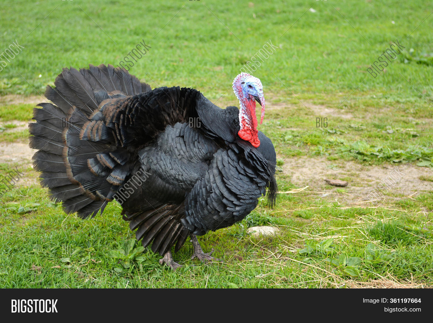 Domesticated Turkey Image & Photo (Free Trial) | Bigstock