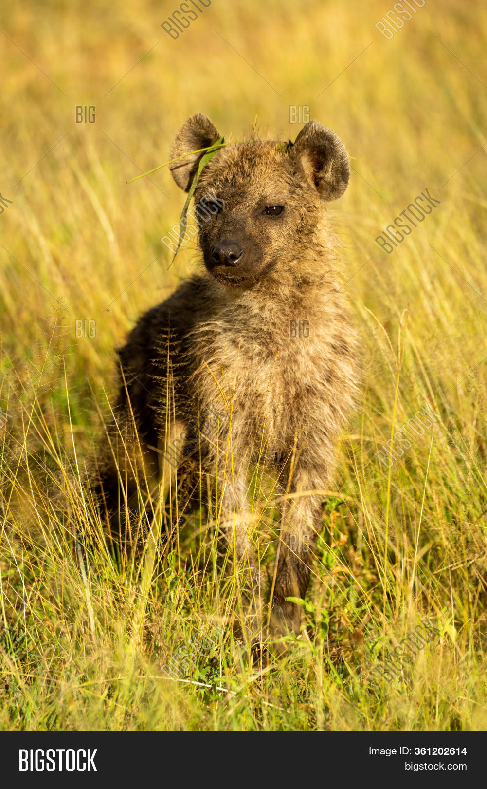 Spotted Hyena Cub Sits Image & Photo (Free Trial) | Bigstock