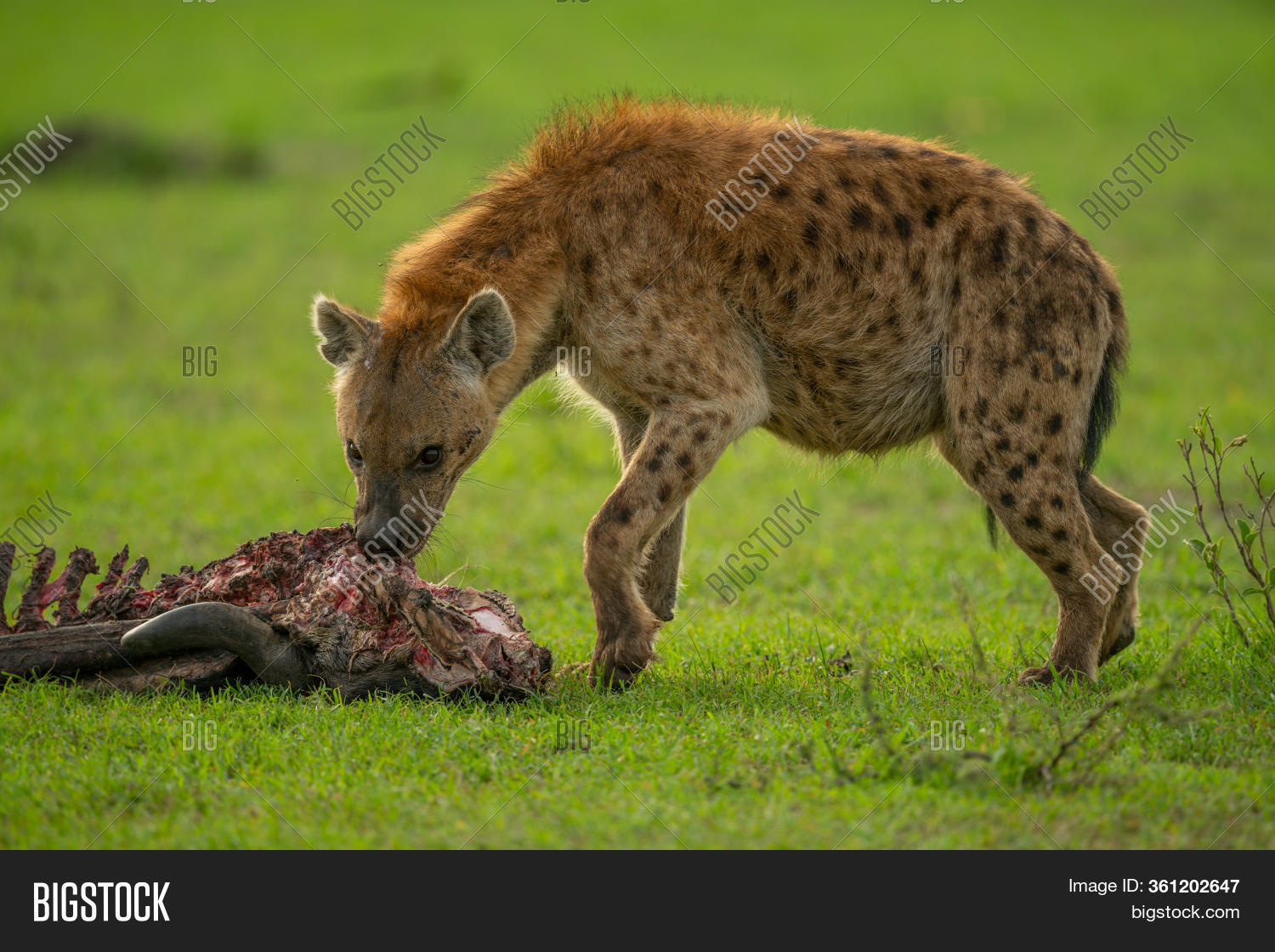 Spotted Hyena Feeding Image & Photo (Free Trial) | Bigstock