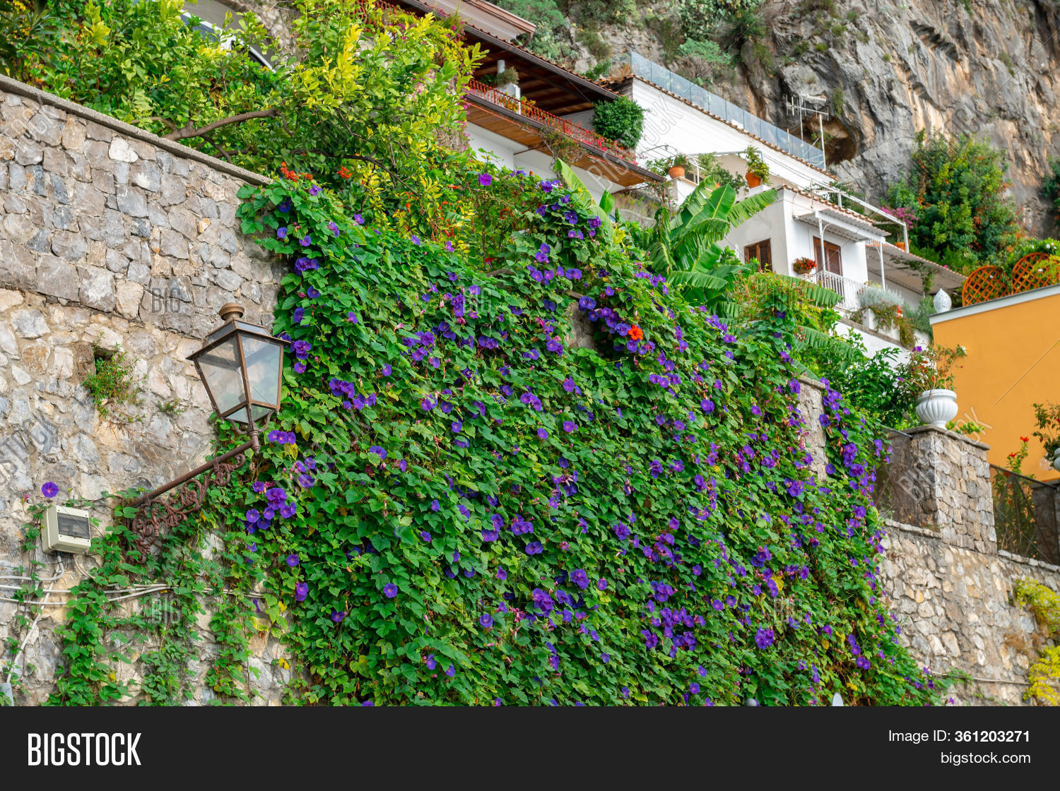 Clambering Plant On Image & Photo (Free Trial) | Bigstock