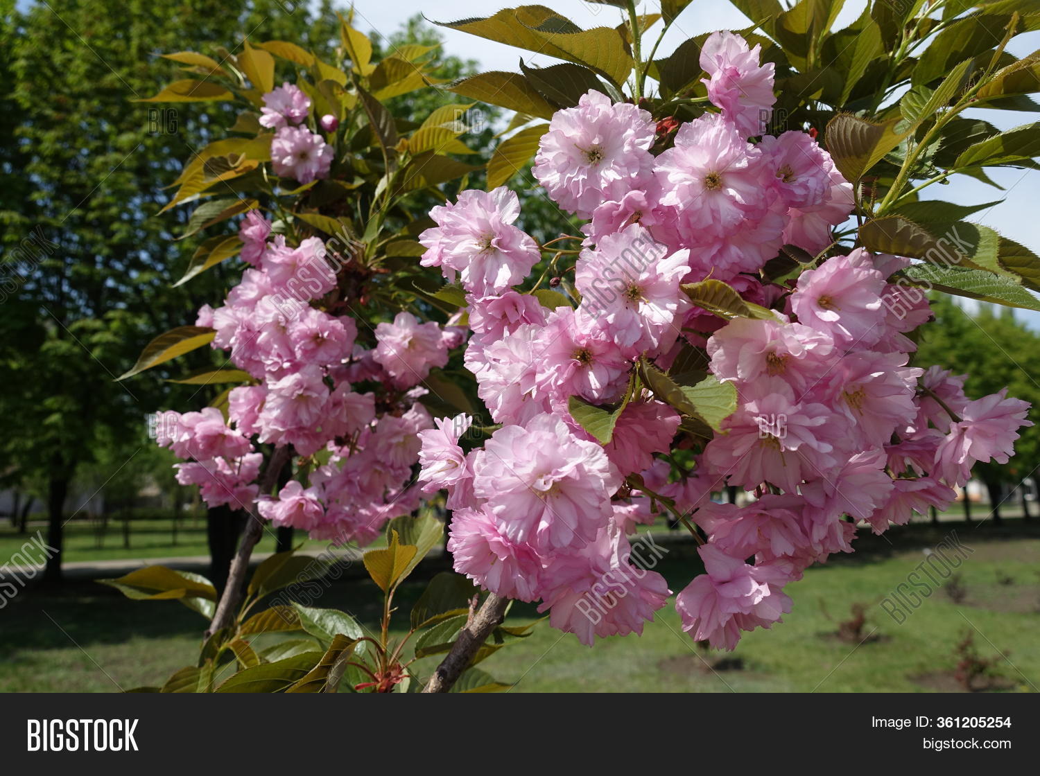 Bright Pink Double Image & Photo (Free Trial) | Bigstock