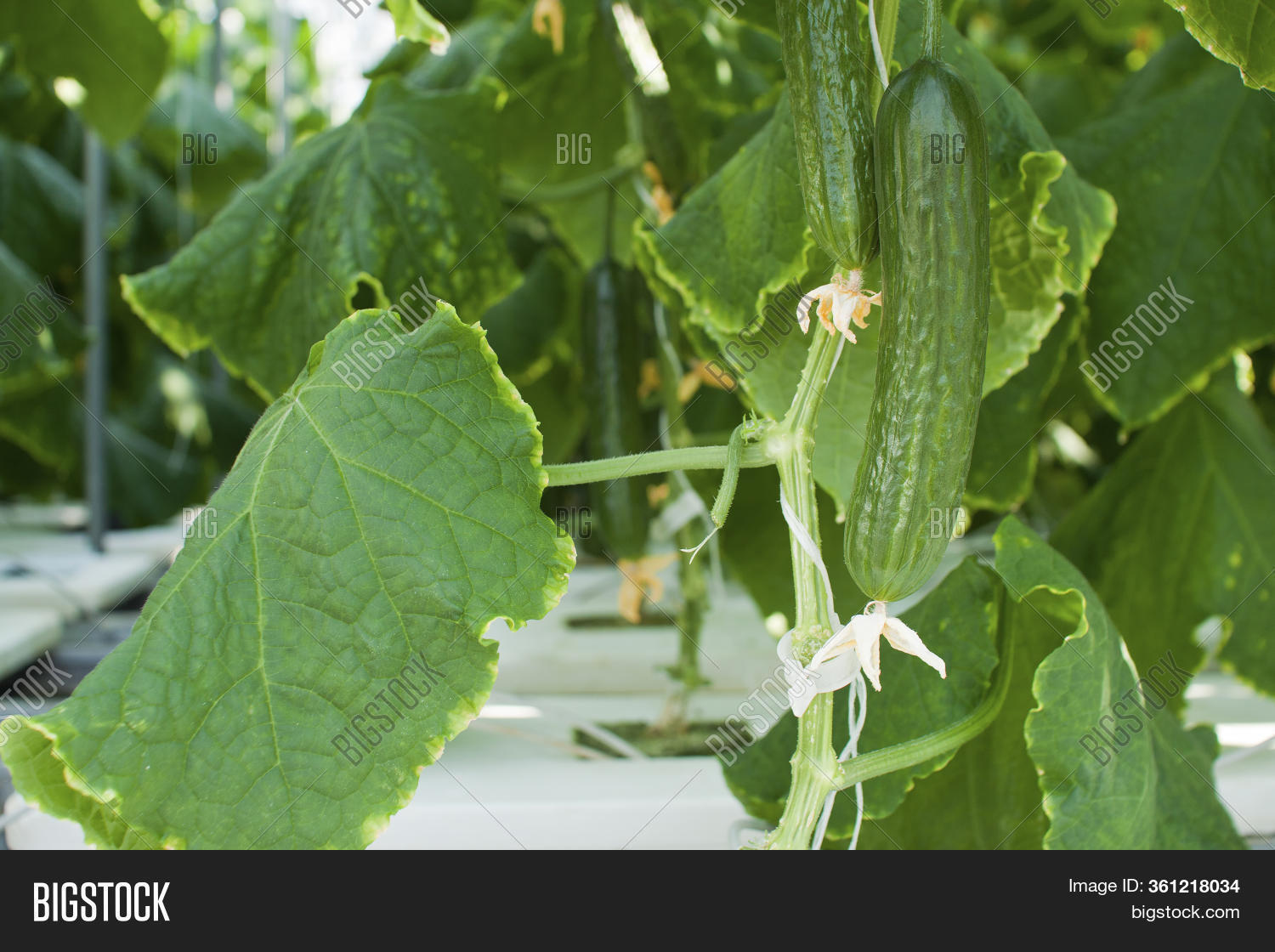 Closeup View Cucumber Image & Photo (Free Trial) | Bigstock