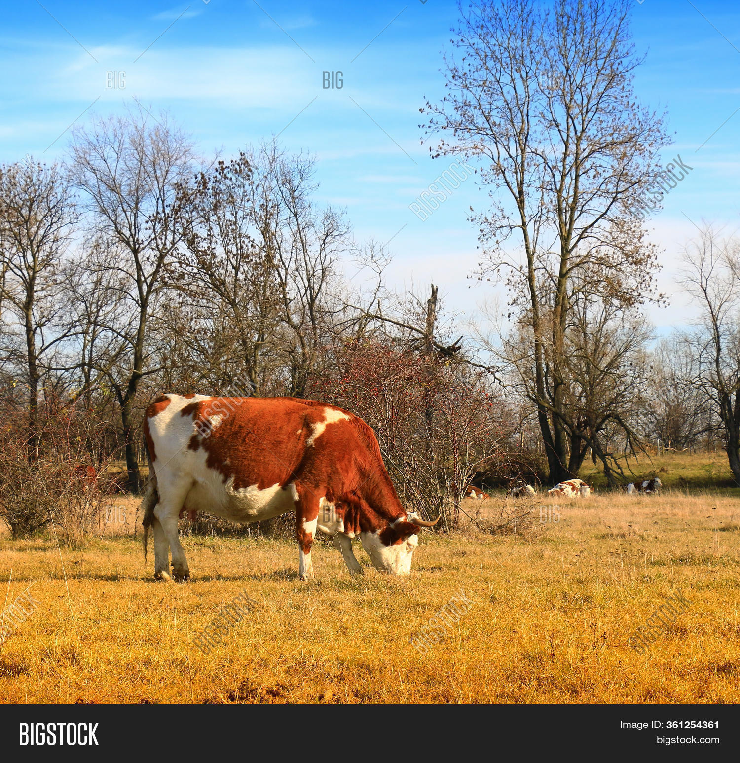 Cow On Farm Field Image & Photo (Free Trial) | Bigstock