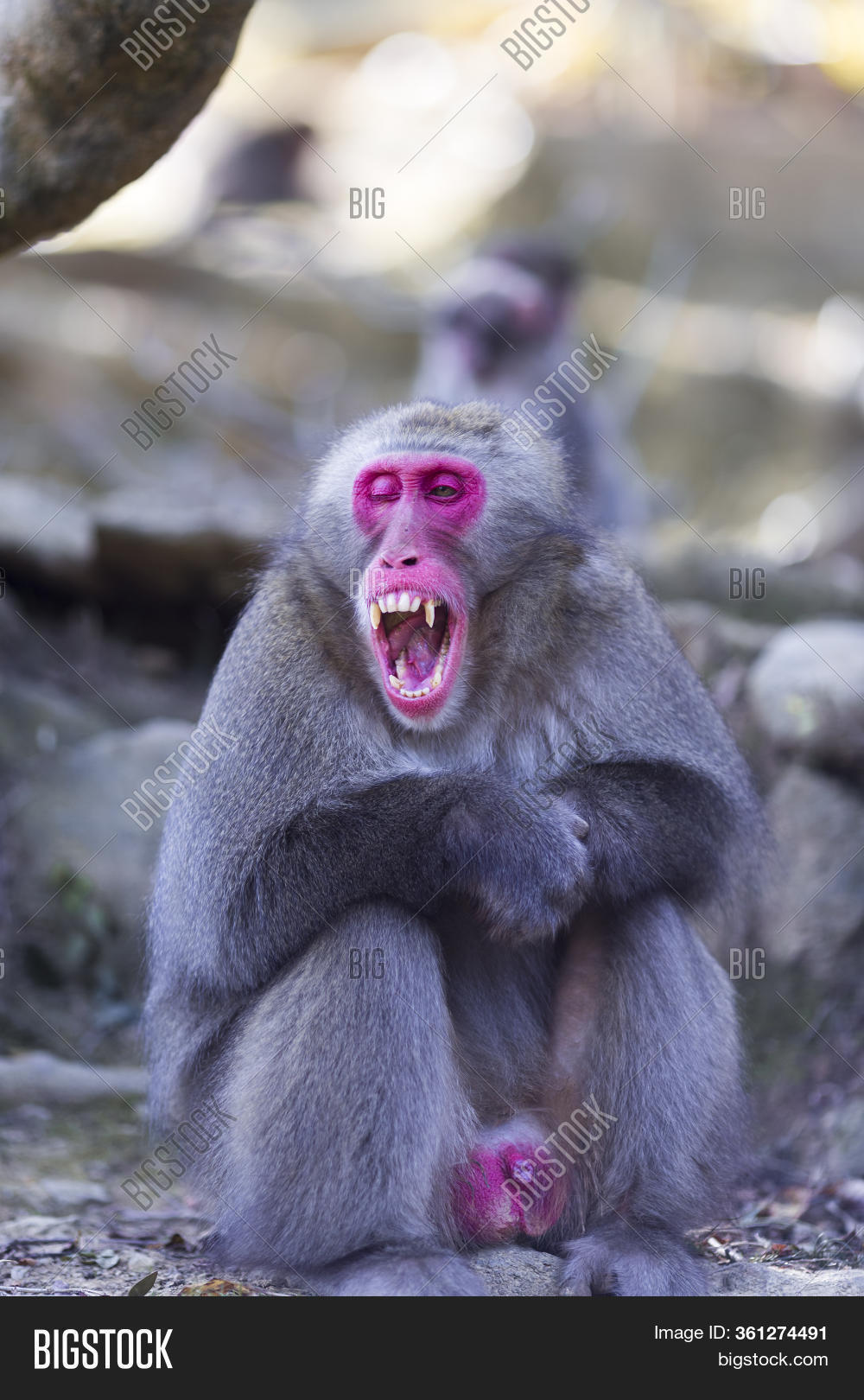 Yawning Adult Japanese Image & Photo (Free Trial) | Bigstock