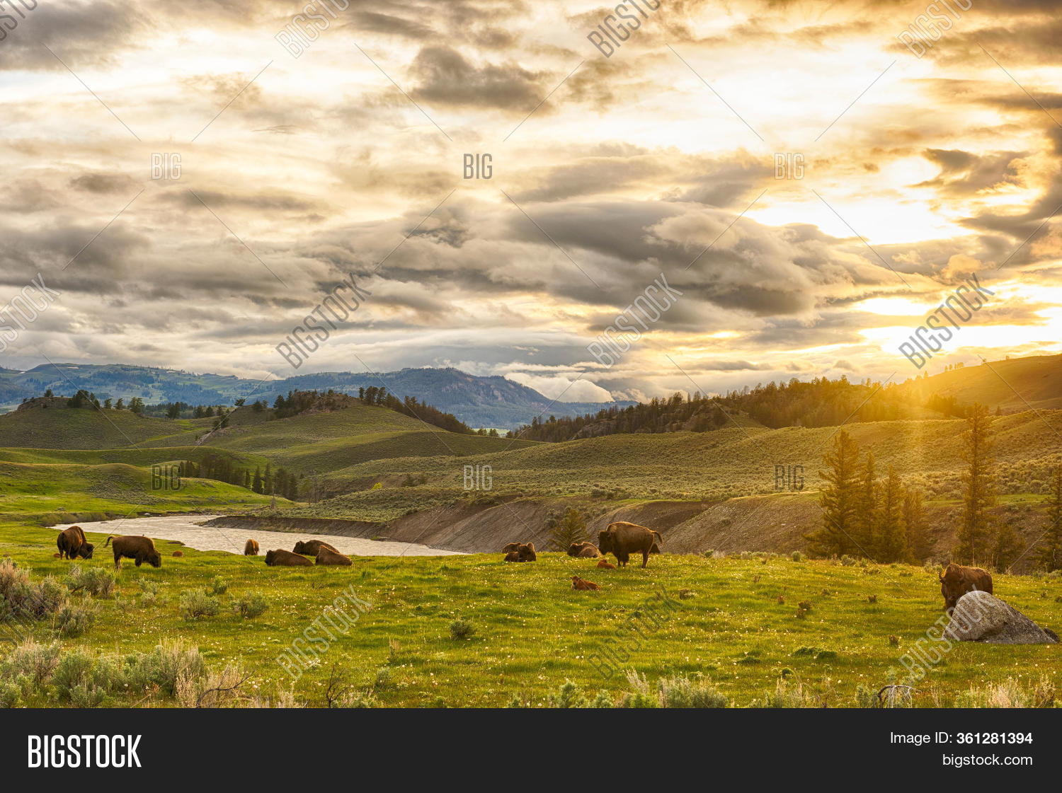 Herd Adult Baby Image & Photo (Free Trial) | Bigstock