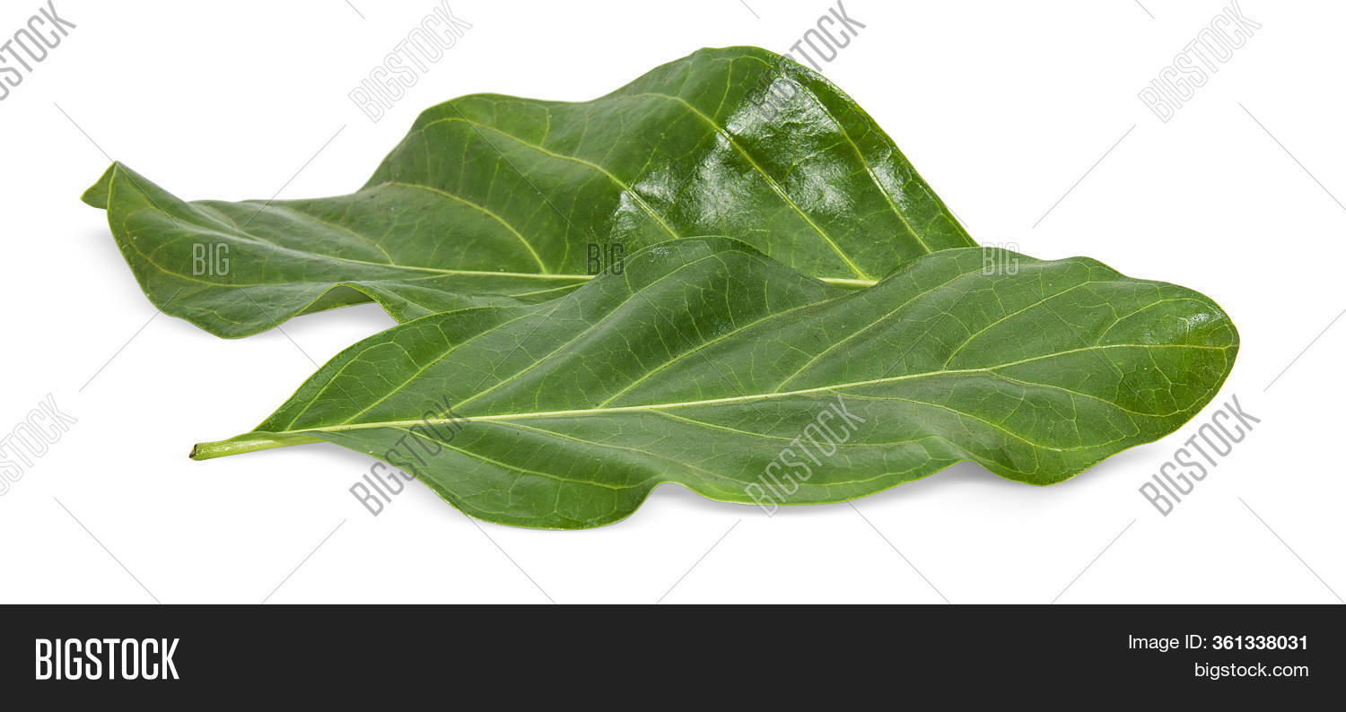 Green Leaves Noni Image & Photo (Free Trial) | Bigstock