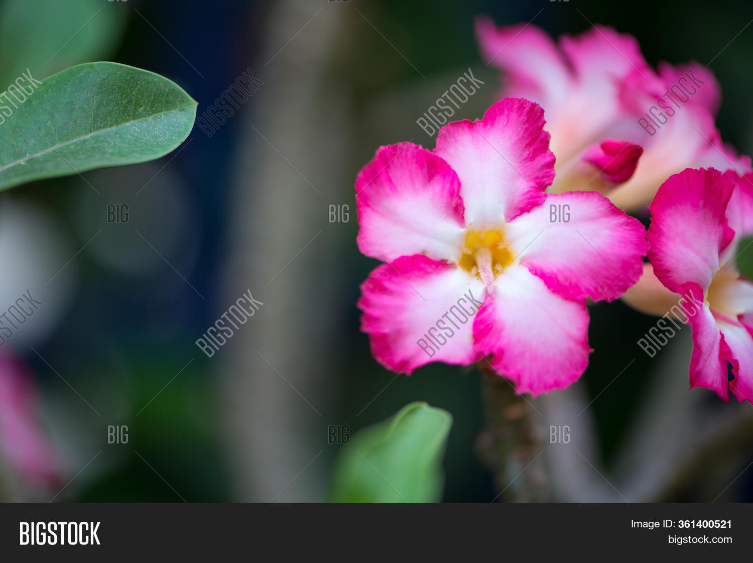 Pink Adenium Flower Image & Photo (Free Trial) | Bigstock