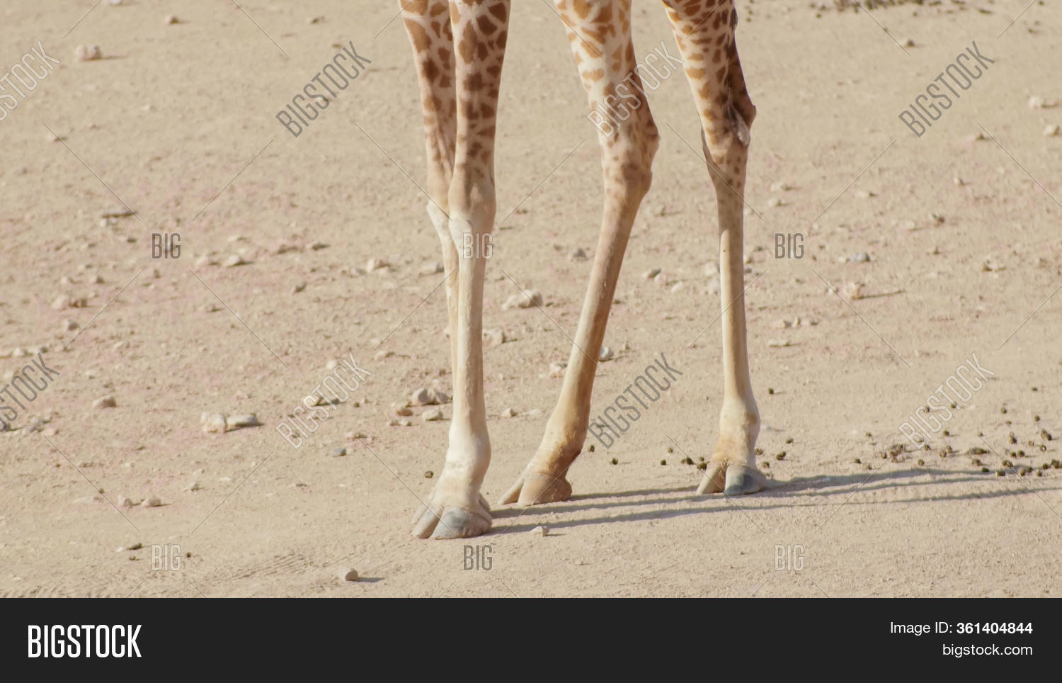Feet Giraffe Zoo On Image & Photo (Free Trial) | Bigstock