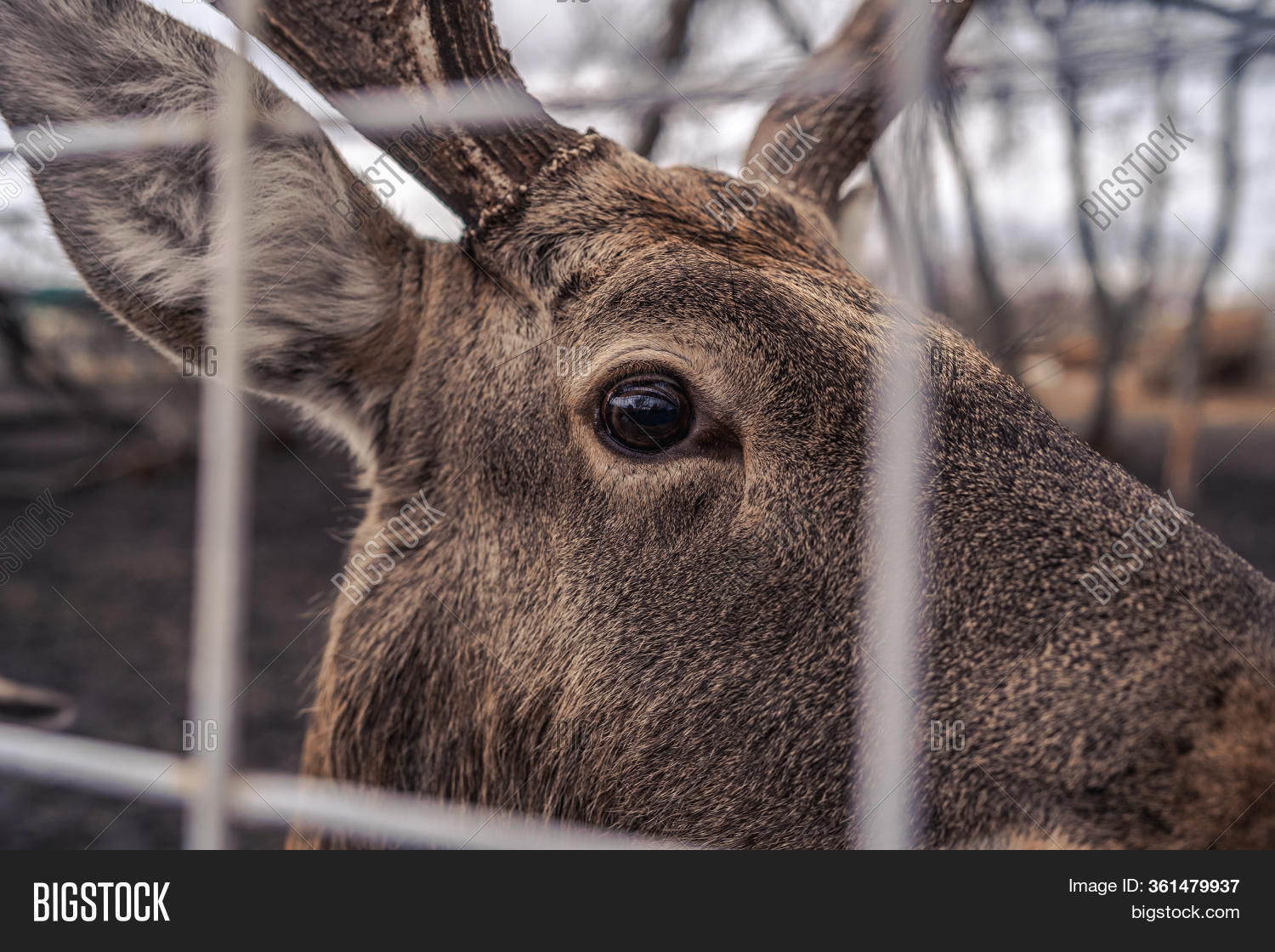 Close Deer Behind Bars Image & Photo (Free Trial) | Bigstock
