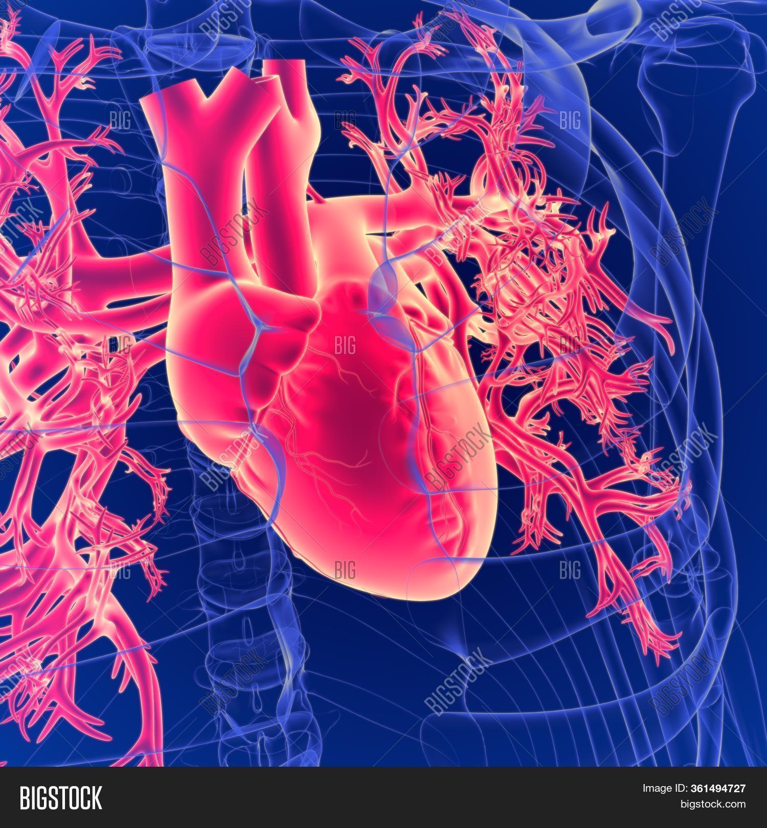 Human Heart Organ That Image & Photo (Free Trial) | Bigstock