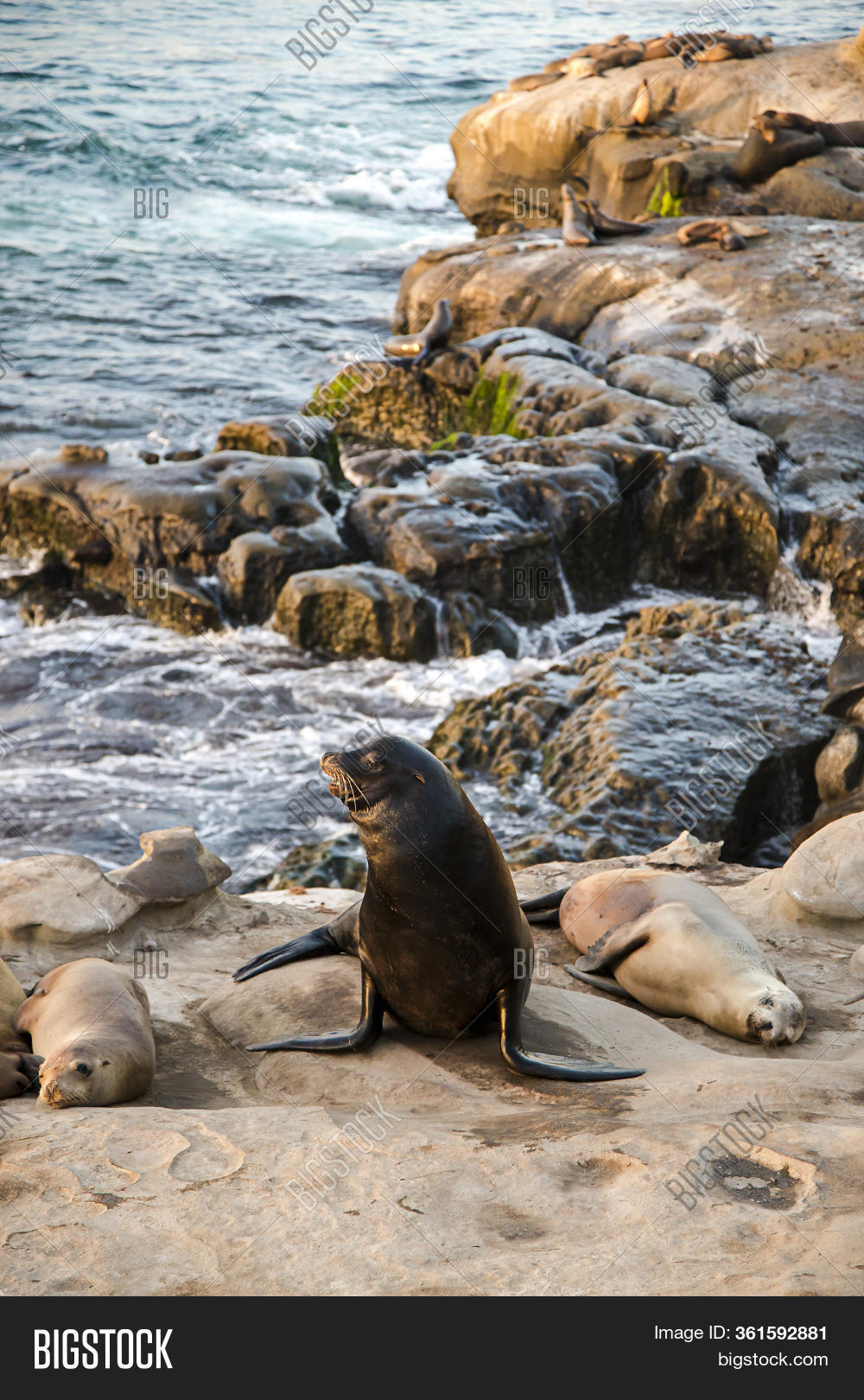 Coastal Beach Wildlife Image & Photo (Free Trial) | Bigstock