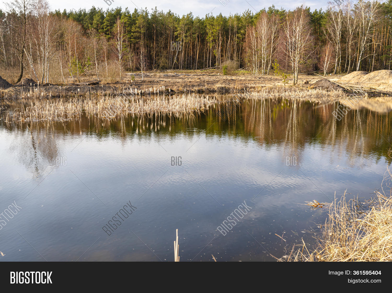 Small Pond Forest Image & Photo (Free Trial) | Bigstock