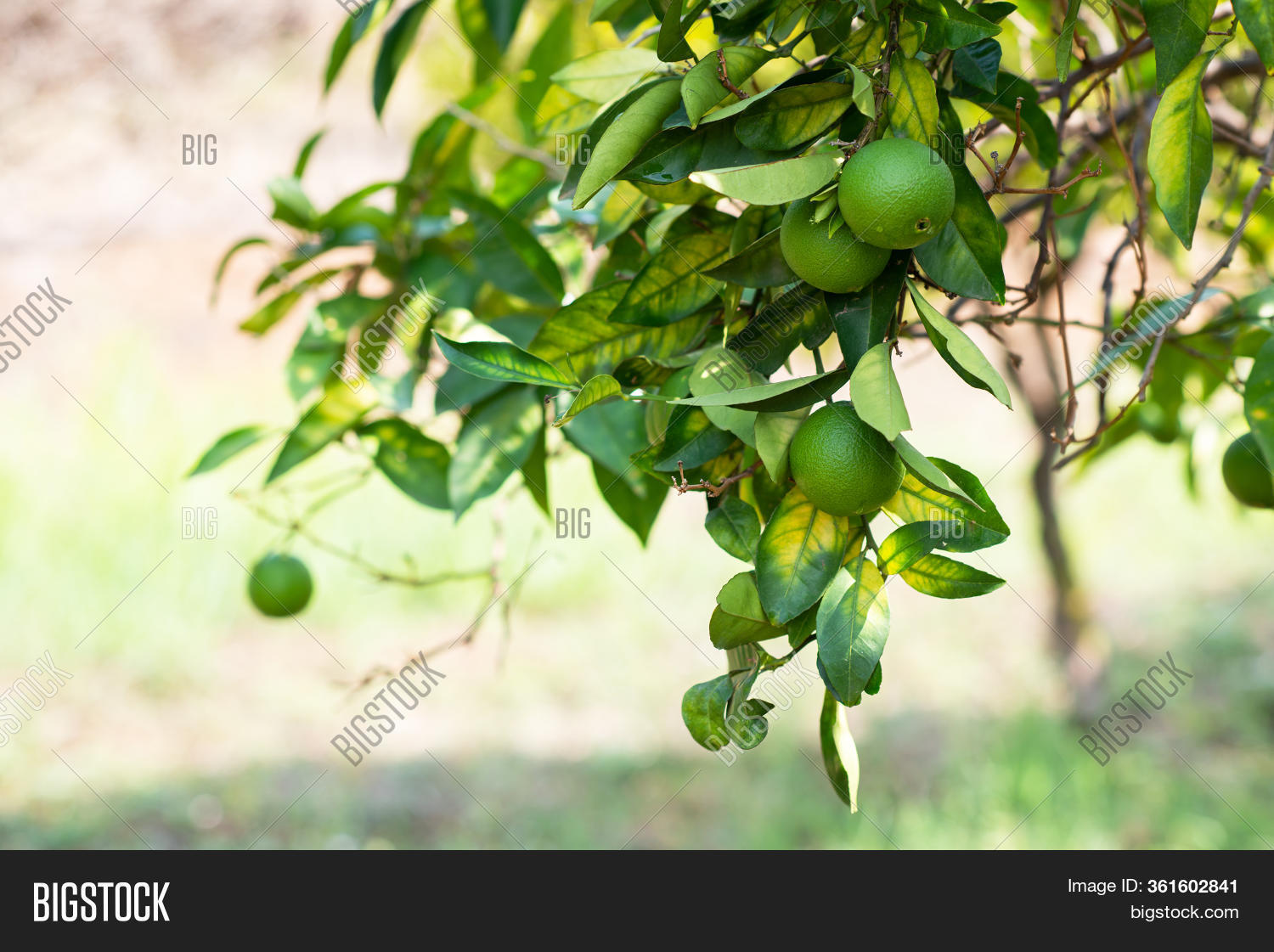 Lemon Tree. Branch Image & Photo (Free Trial) | Bigstock