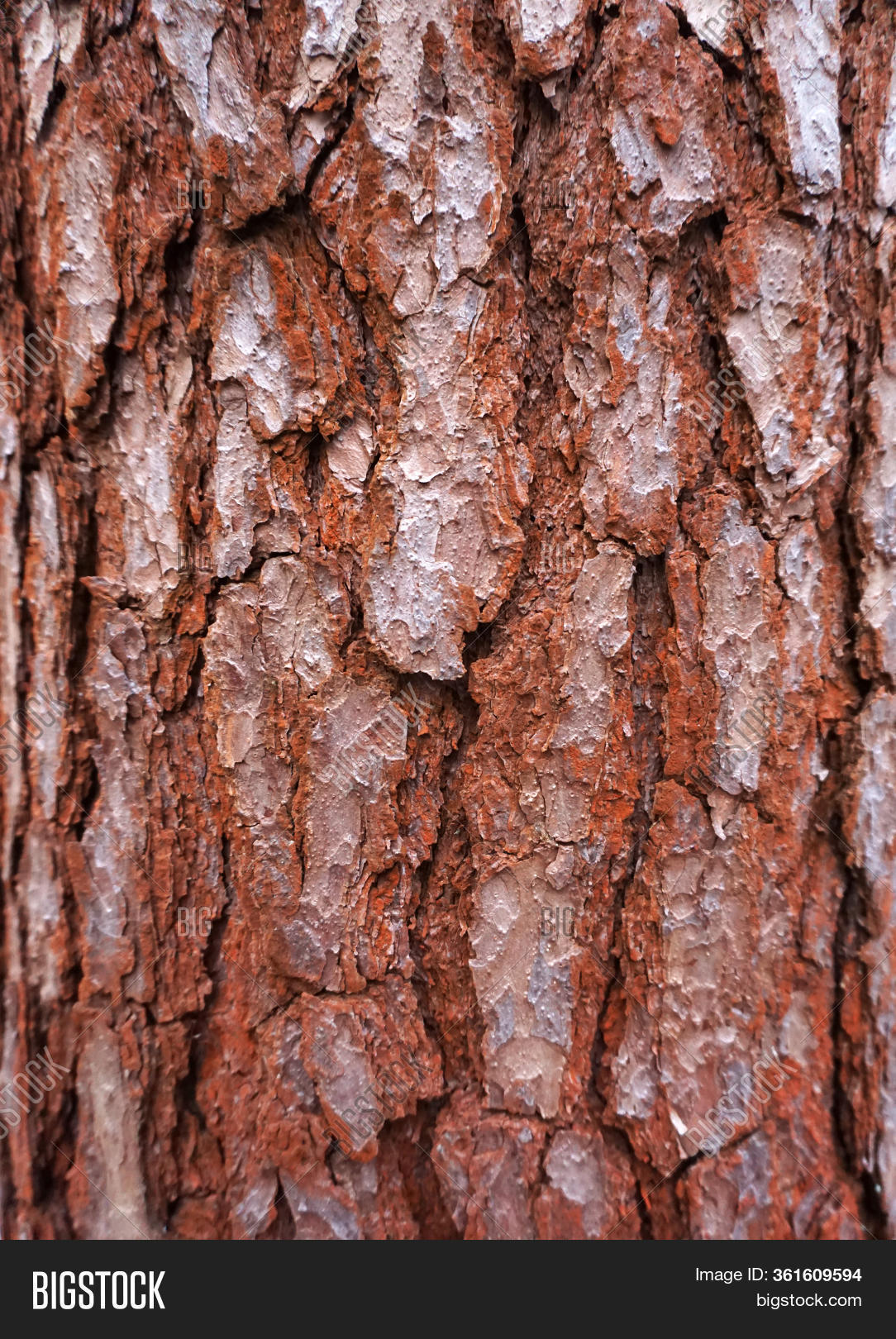 Tree Pine Bark Image & Photo (Free Trial) | Bigstock