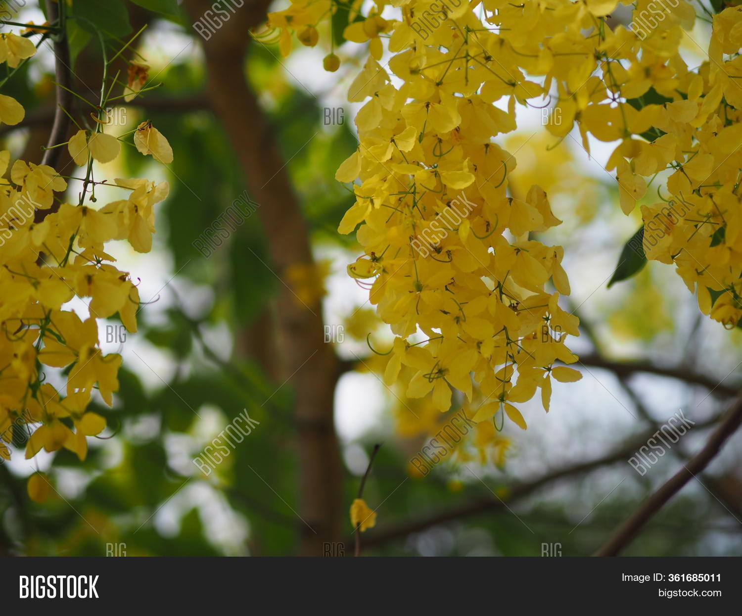 Golden Shower Tree, Image & Photo (Free Trial) | Bigstock