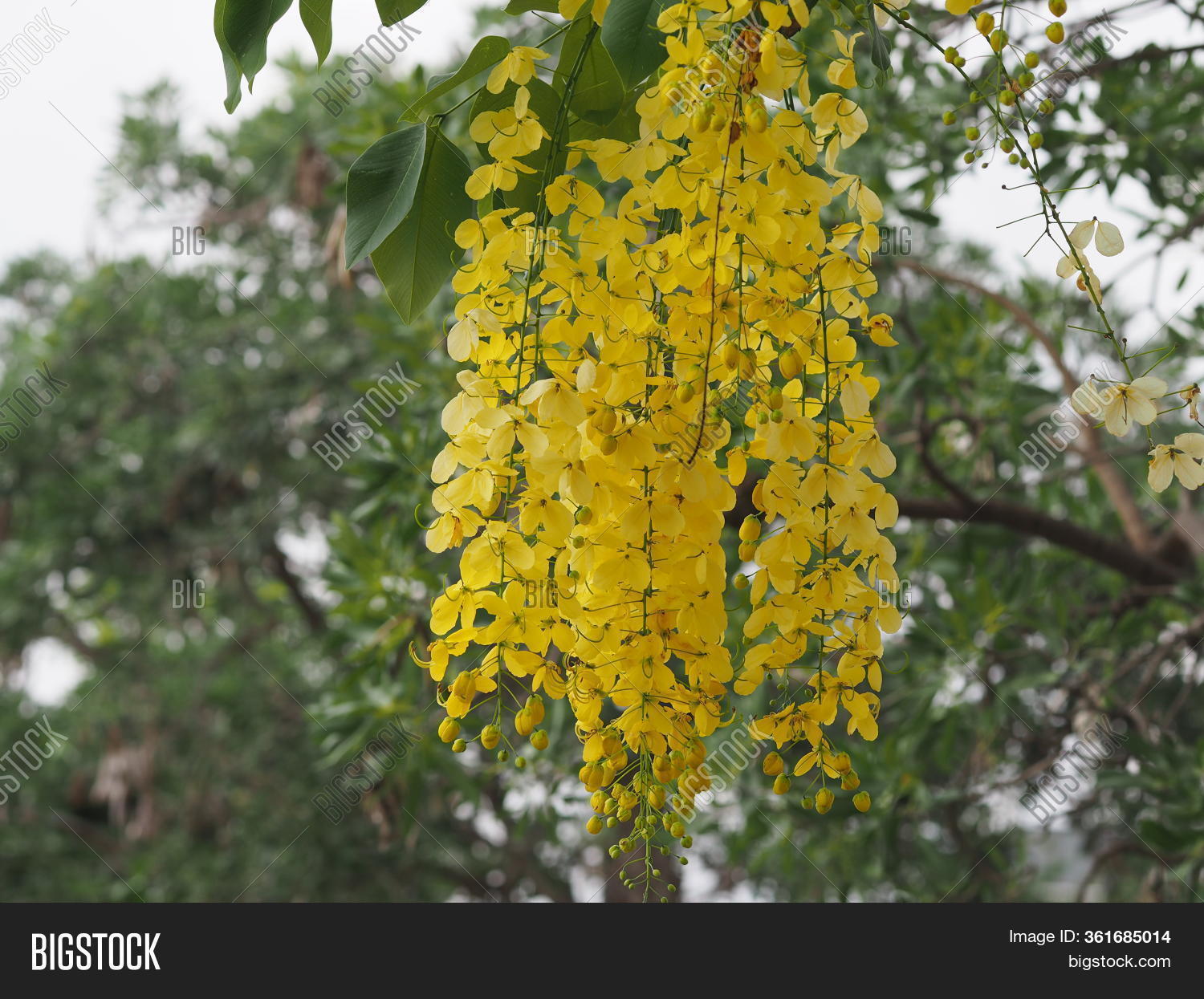 Golden Shower Tree, Image & Photo (Free Trial) | Bigstock