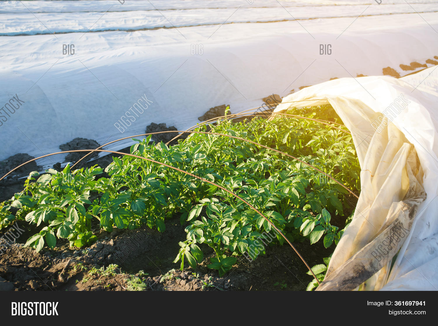 Growing Young Potatoes Image & Photo (Free Trial) | Bigstock