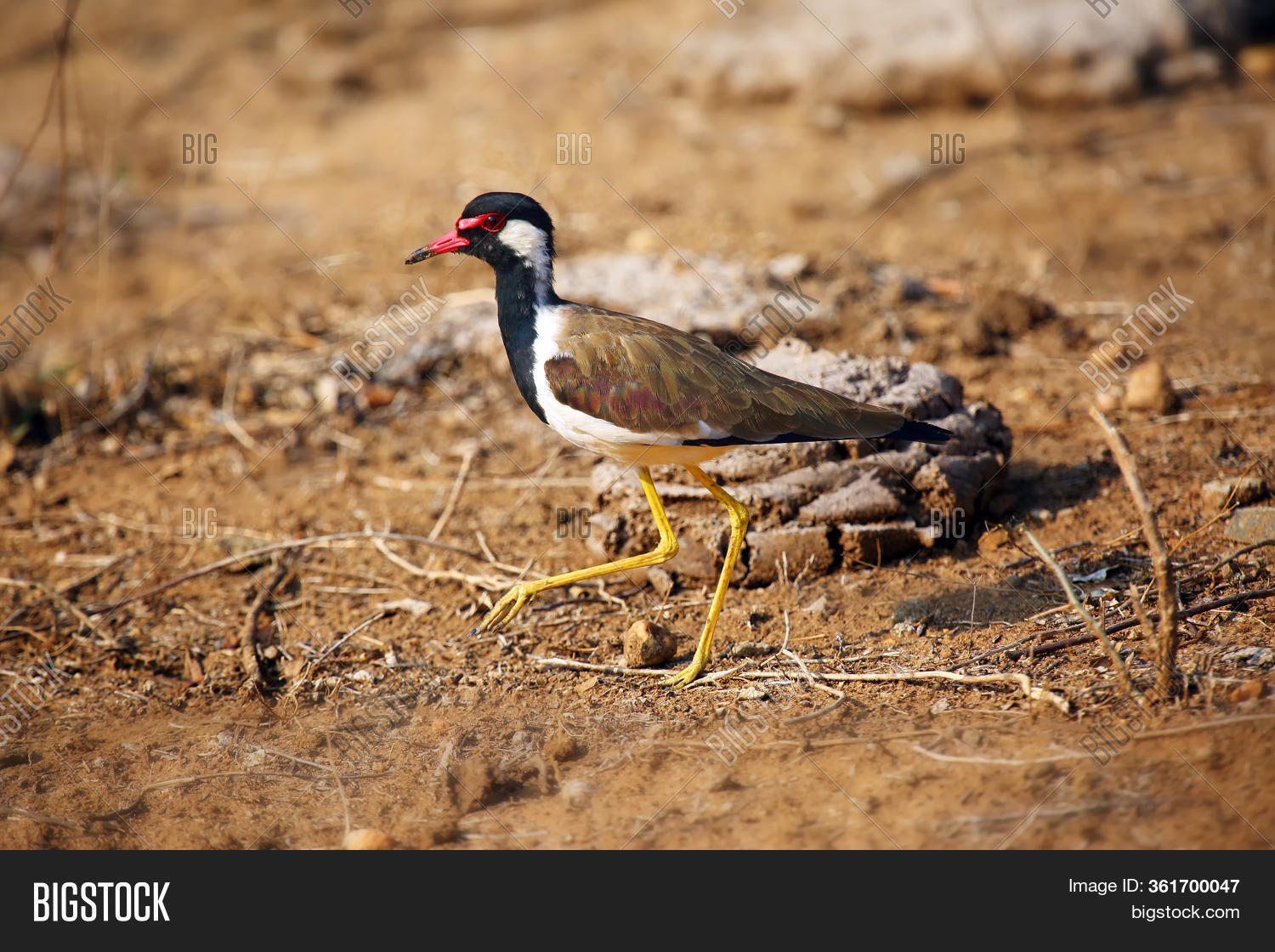 Red-wattled Lapwing ( Image & Photo (Free Trial) | Bigstock