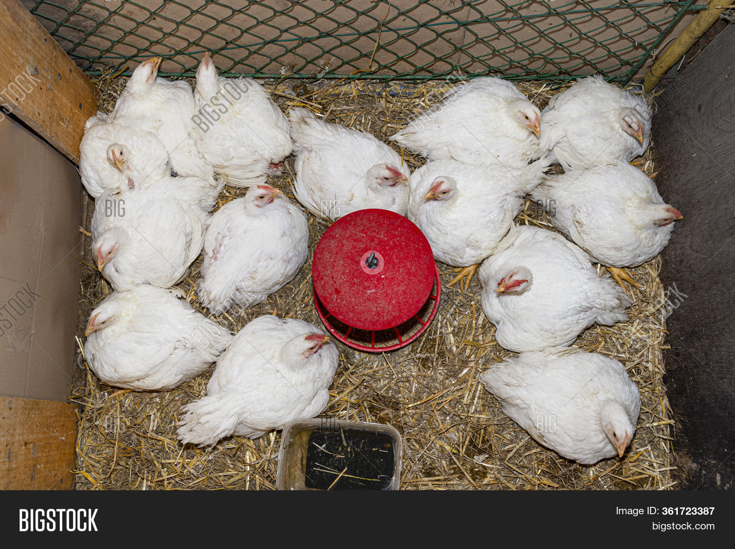 Red Leghorn Chickens