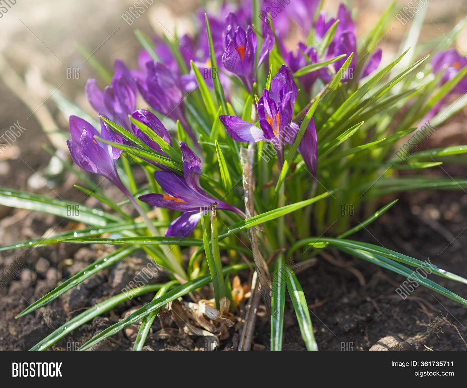 Purple Primroses Green Image & Photo (Free Trial) | Bigstock