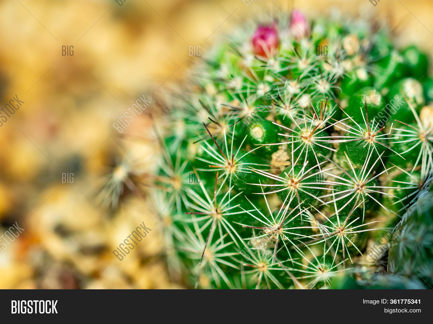 Macro Shot Green Cacti Image & Photo (Free Trial) | Bigstock