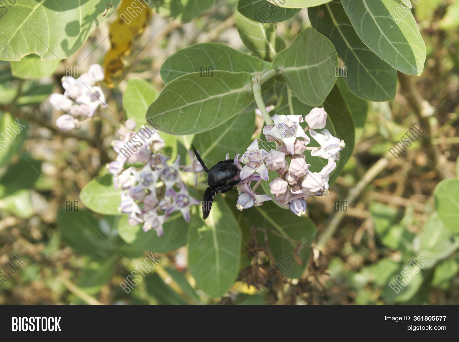 Calotropis Genus Image & Photo (Free Trial) | Bigstock